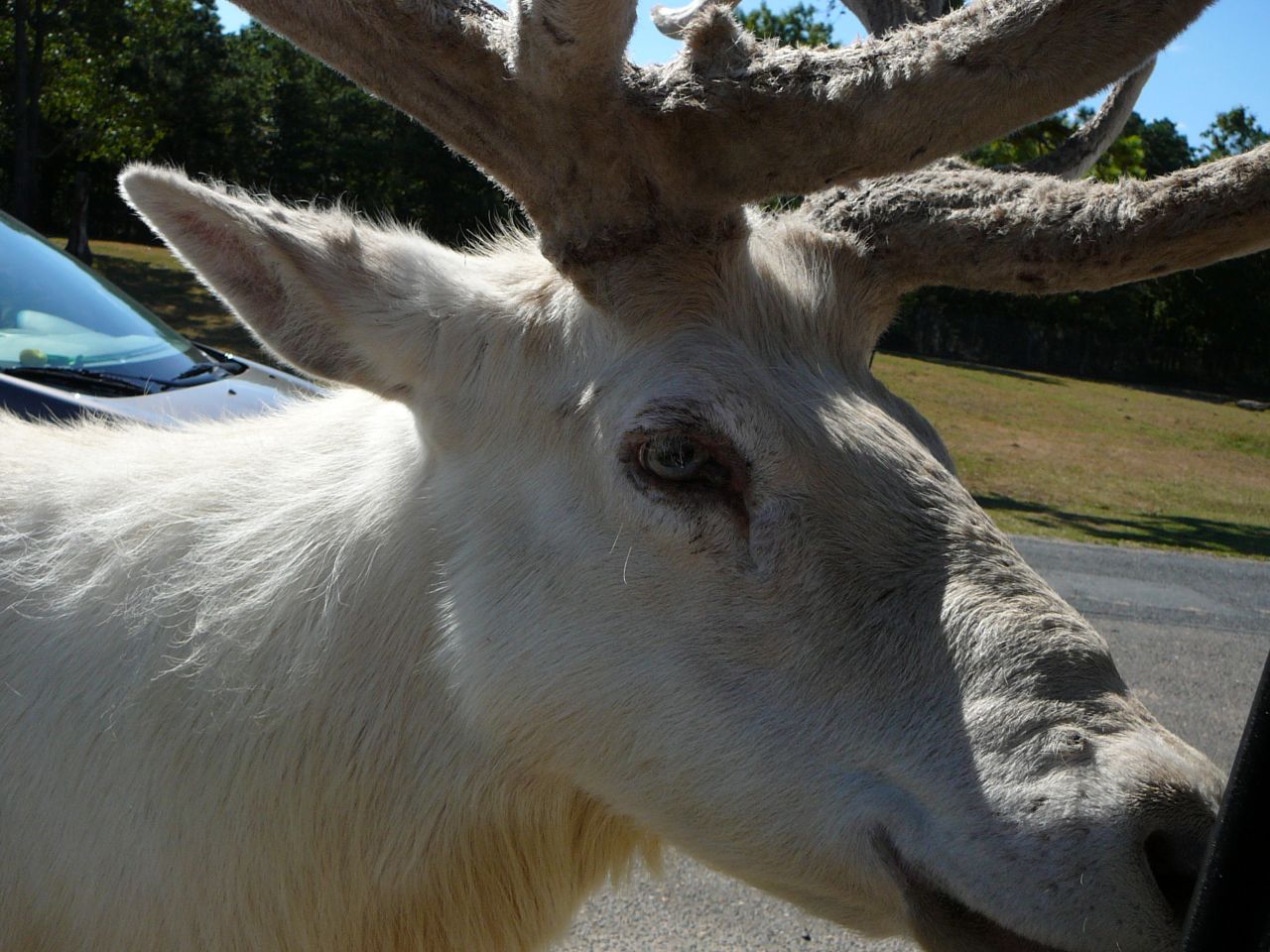White Elk, looking for some food.