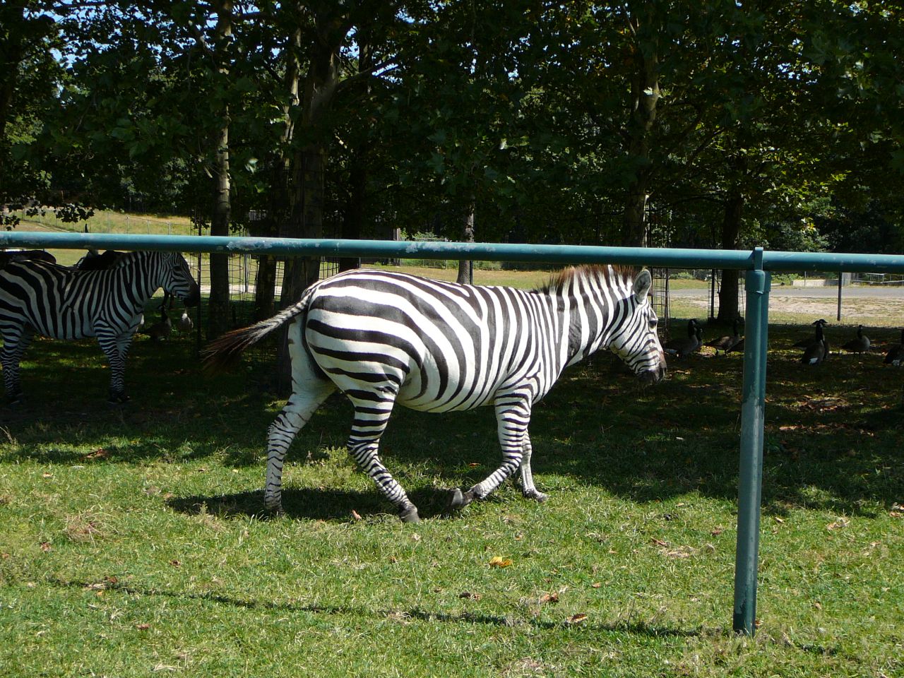 Zebra (the rail is to keep the giraffes from eating the trees)